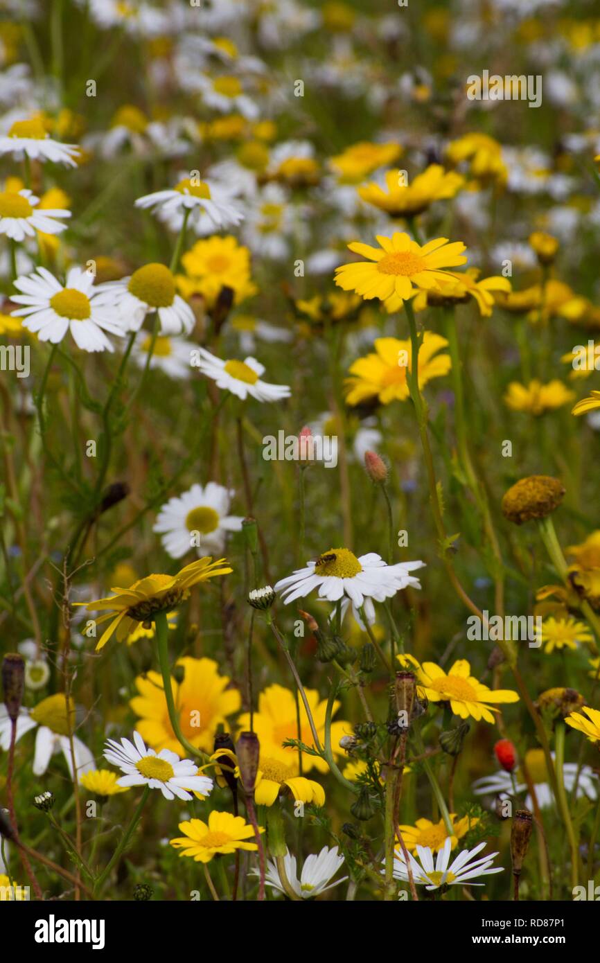 Corn Marigold (Chrysanthemum segetum) and Scentless Mayweed , rare ...