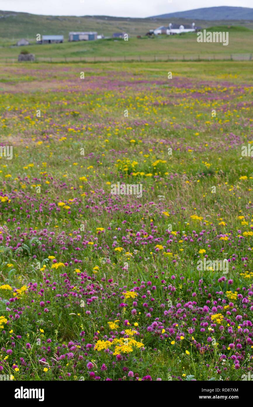 Ideal machir for invertebrates, . Red Clover and Ragwort Stock Photo ...