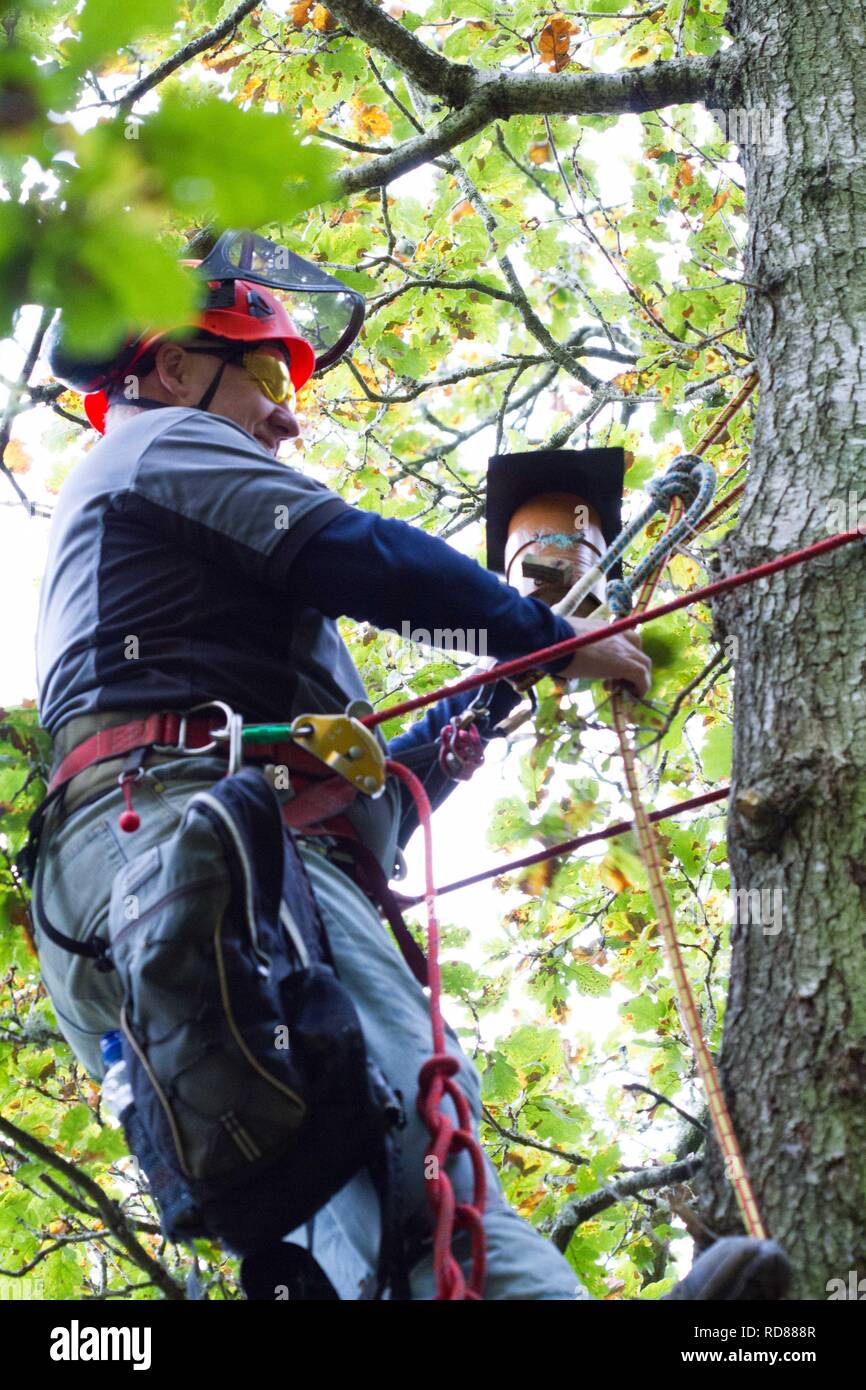 Forestry staff from Natural Resorces Wales staff climbing broadleaf ...