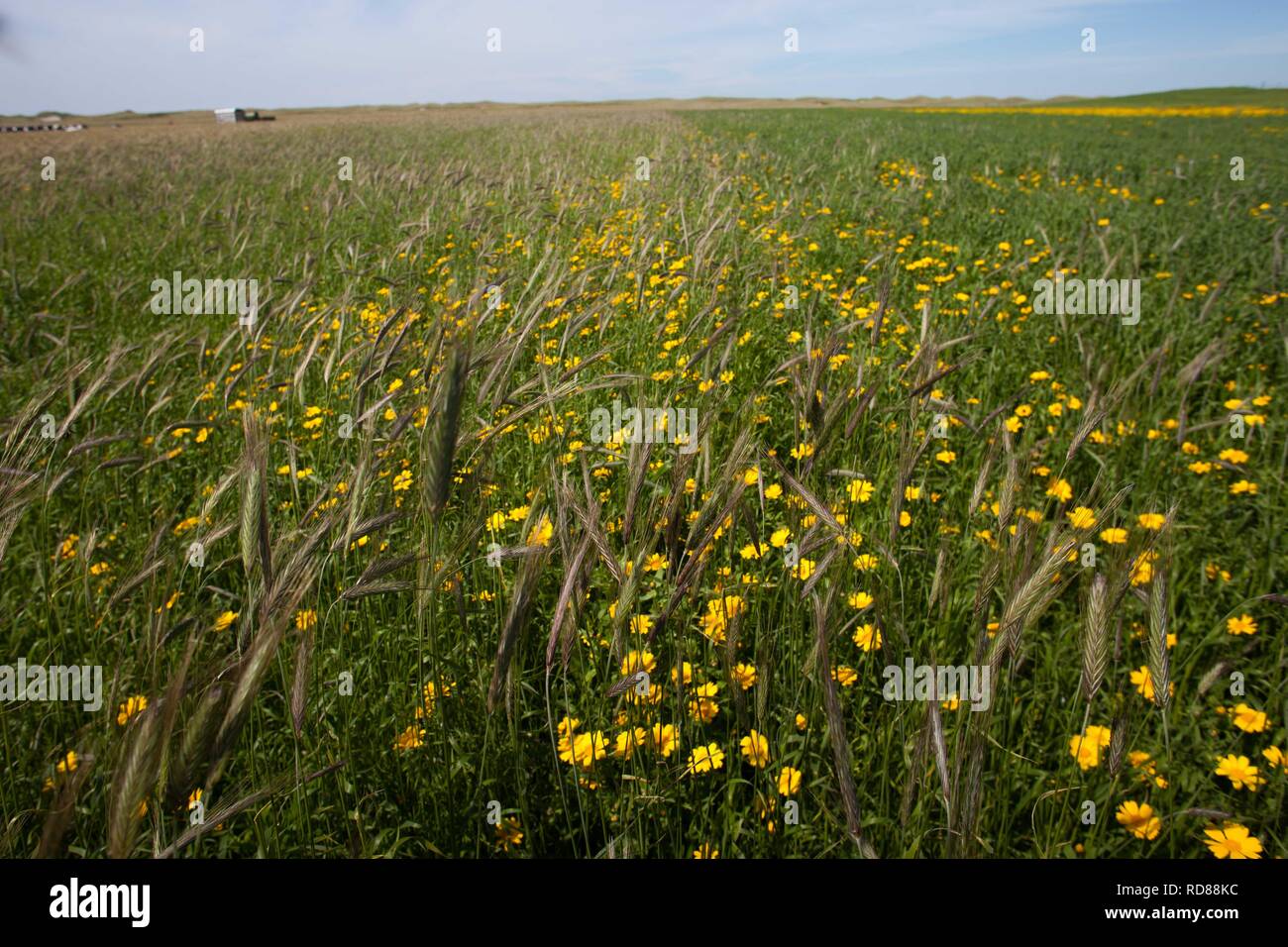 Corn Marigold ( Chrysanthemum segetum ) growing amongst Black Oats , in ...
