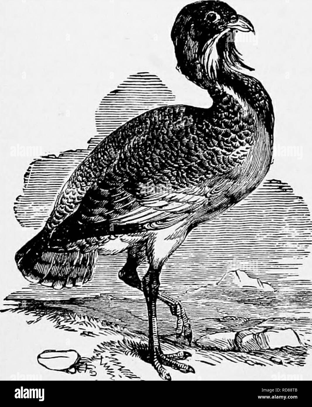 Narrow curved beak hi-res stock photography and images - Alamy