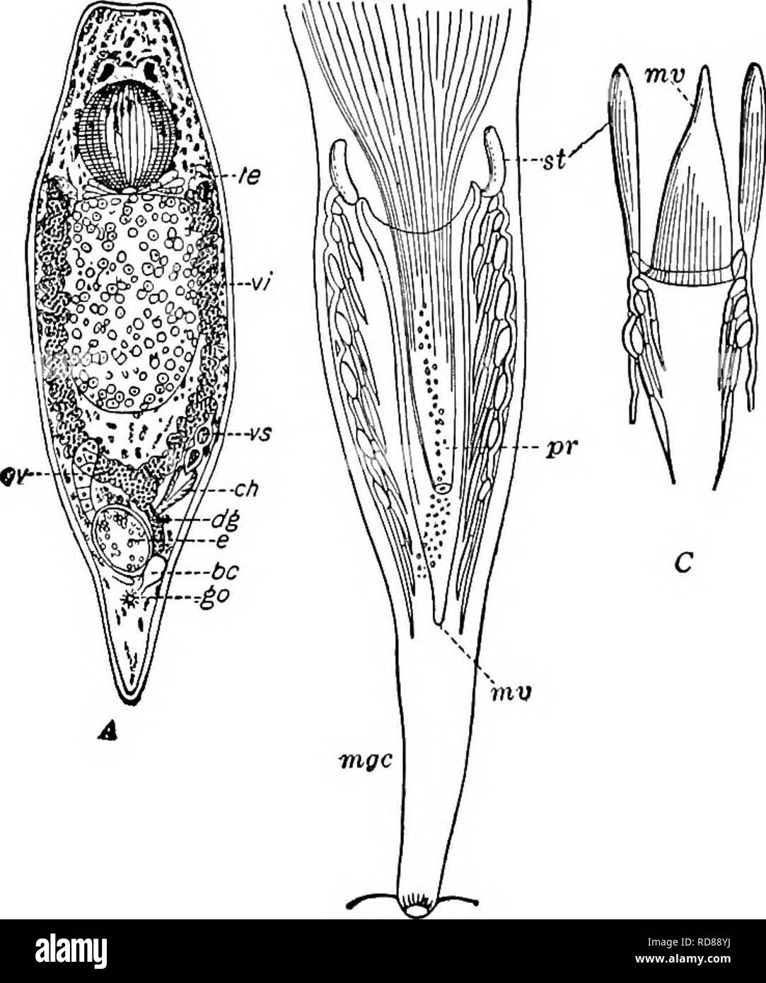 . Fresh-water biology. Freshwater biology. 344 FRESH-WATER BIOLOGY 46 ...