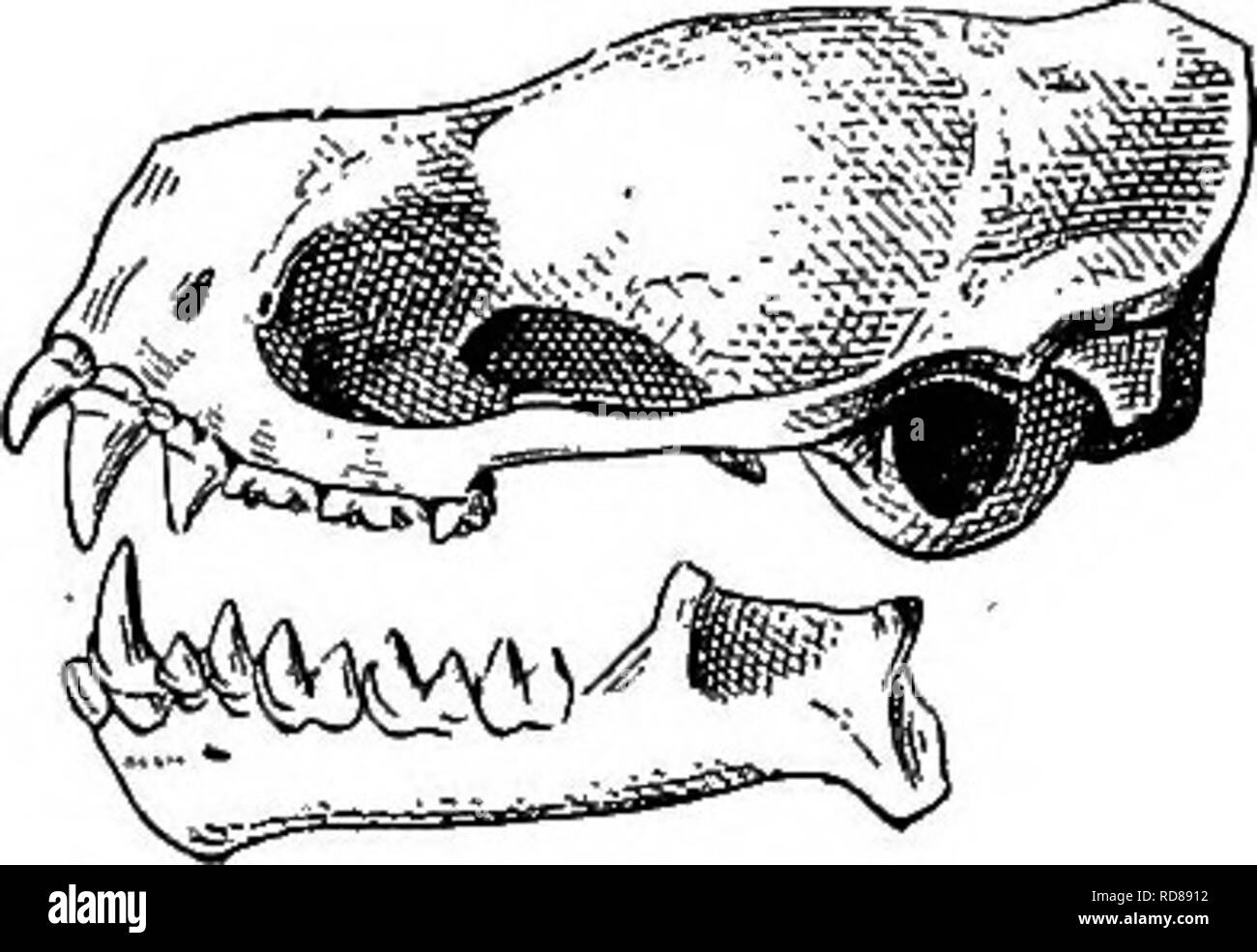 . The families and genera of bats . Bats; Bats. 258 BULLETIN 57, UNITED ...
