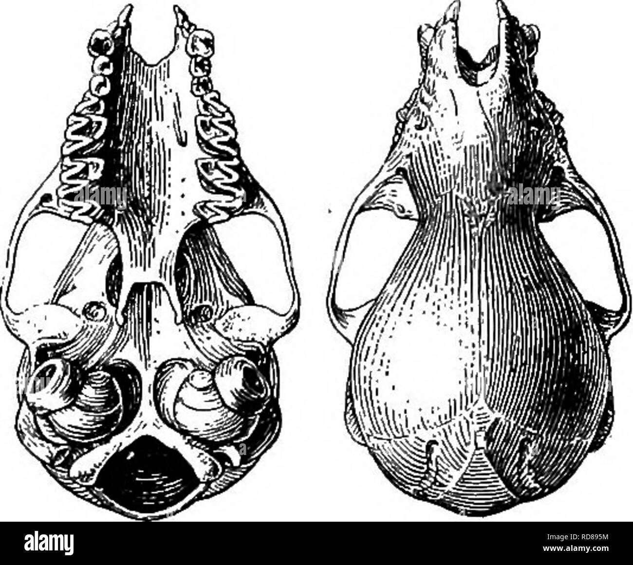 . The families and genera of bats . Bats; Bats. commissures well ...