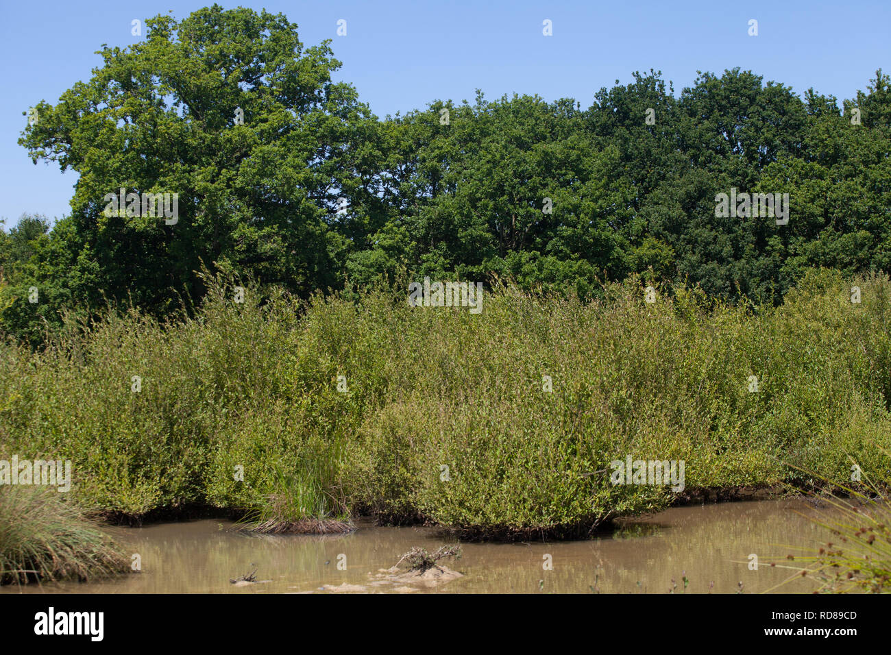 Knepp castle rewilding experiment hi-res stock photography and images - Alamy
