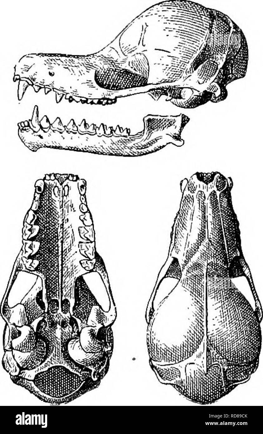 . The families and genera of bats . Bats; Bats. 184 BULLETIN 57, UNITED ...