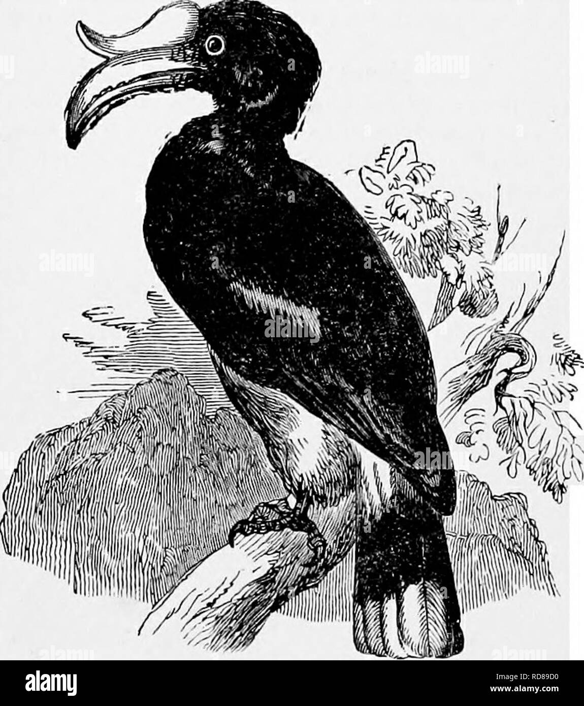 . The popular natural history . Zoology. 35'^ THE HOIiNBILLS. SCANSORES ...