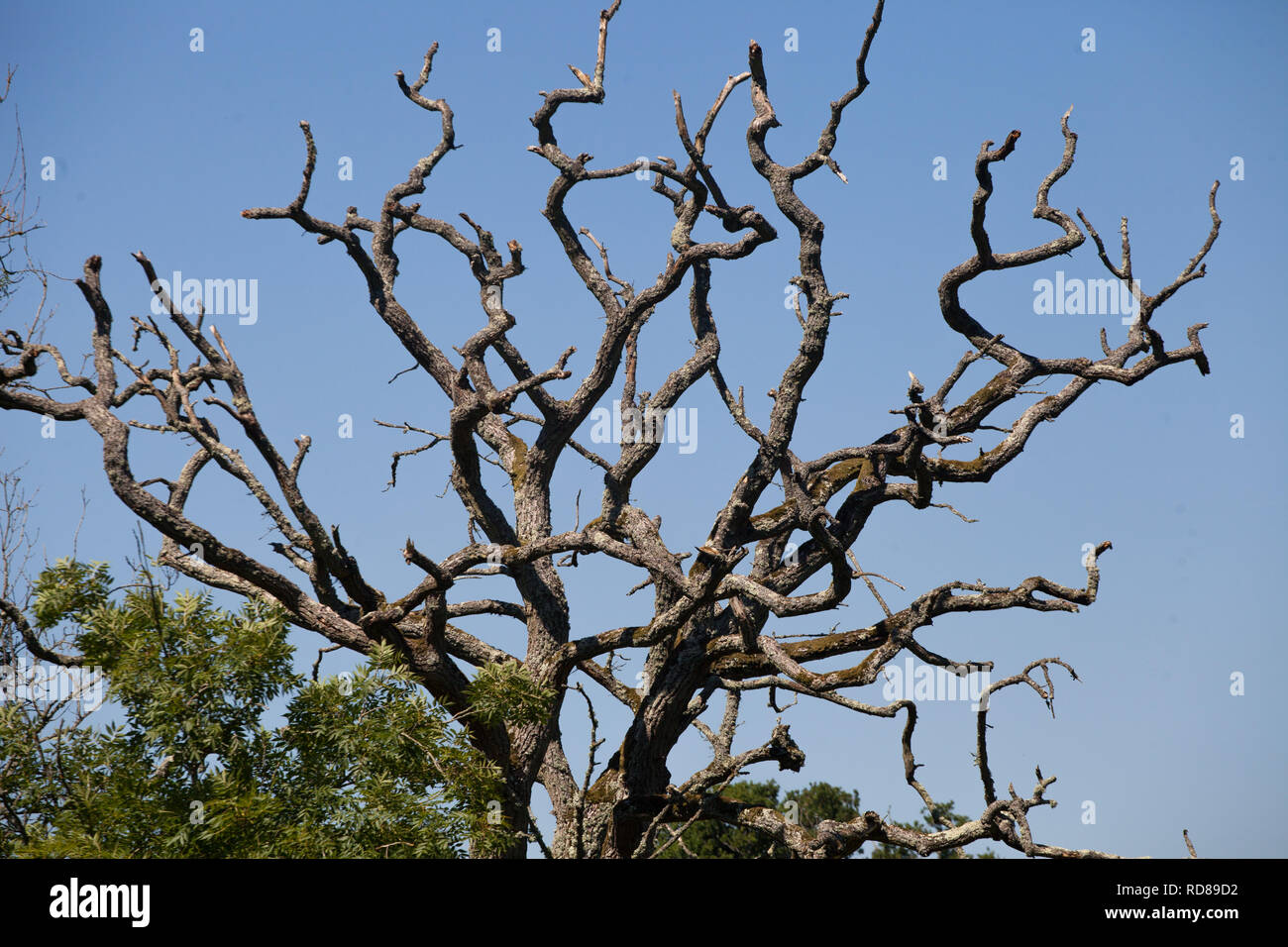 Stag Headed Oak ( Quercus robur ) ,important habitat provided by dead ...