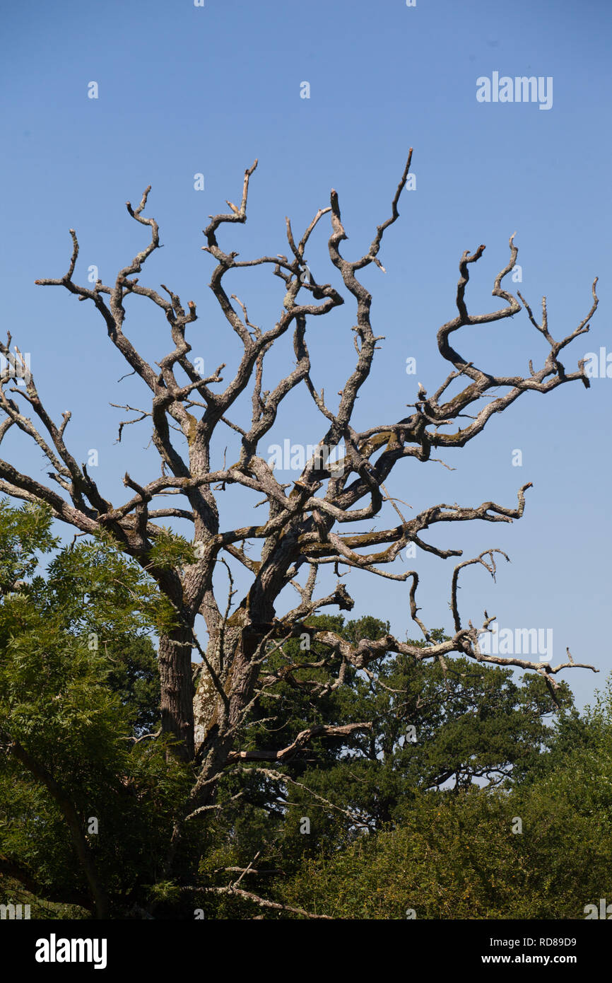 Stag Headed Oak ( Quercus robur ) ,important habitat provided by dead ...