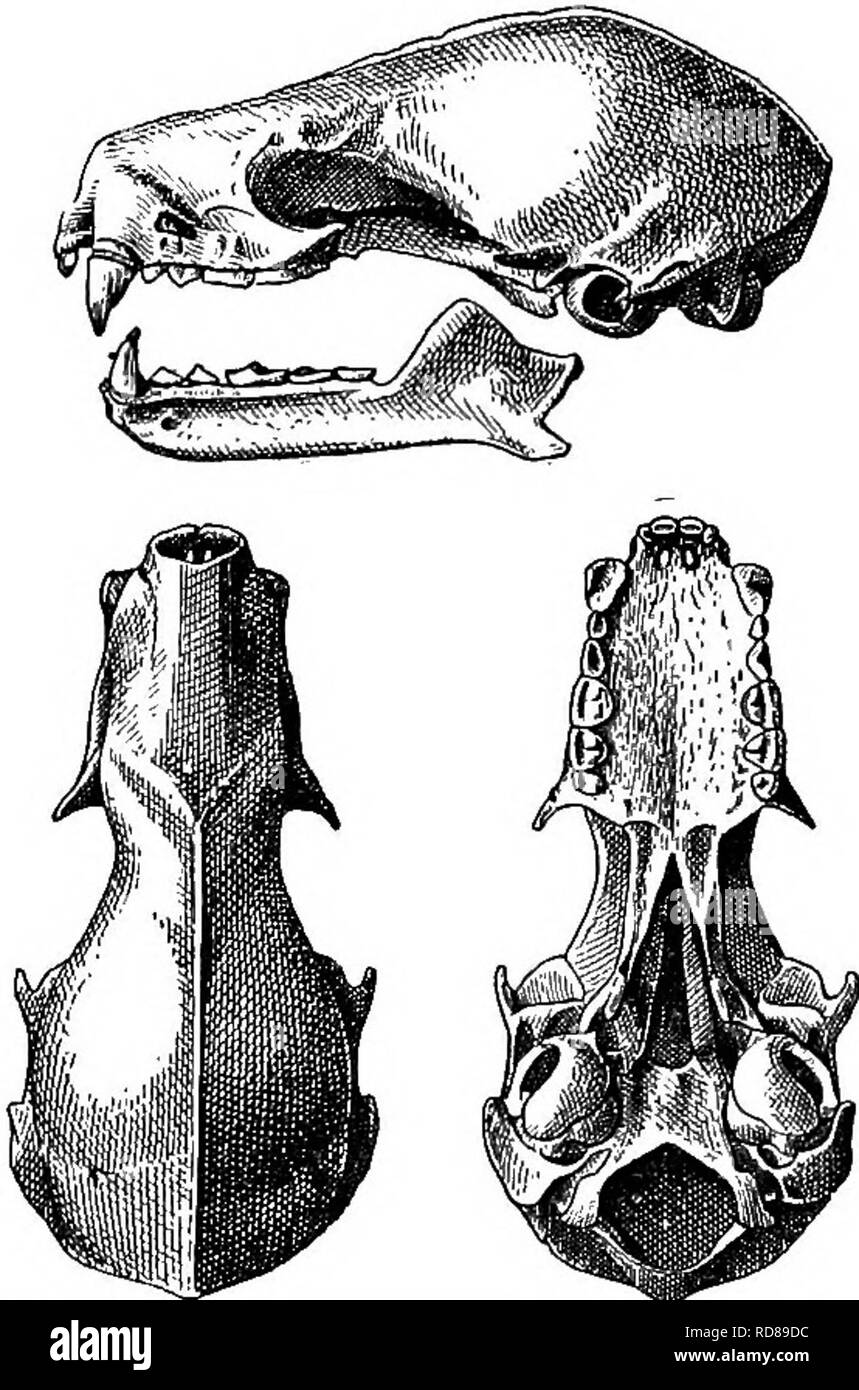 . The families and genera of bats . Bats; Bats. 174 BULLETIN 57. UNITED ...