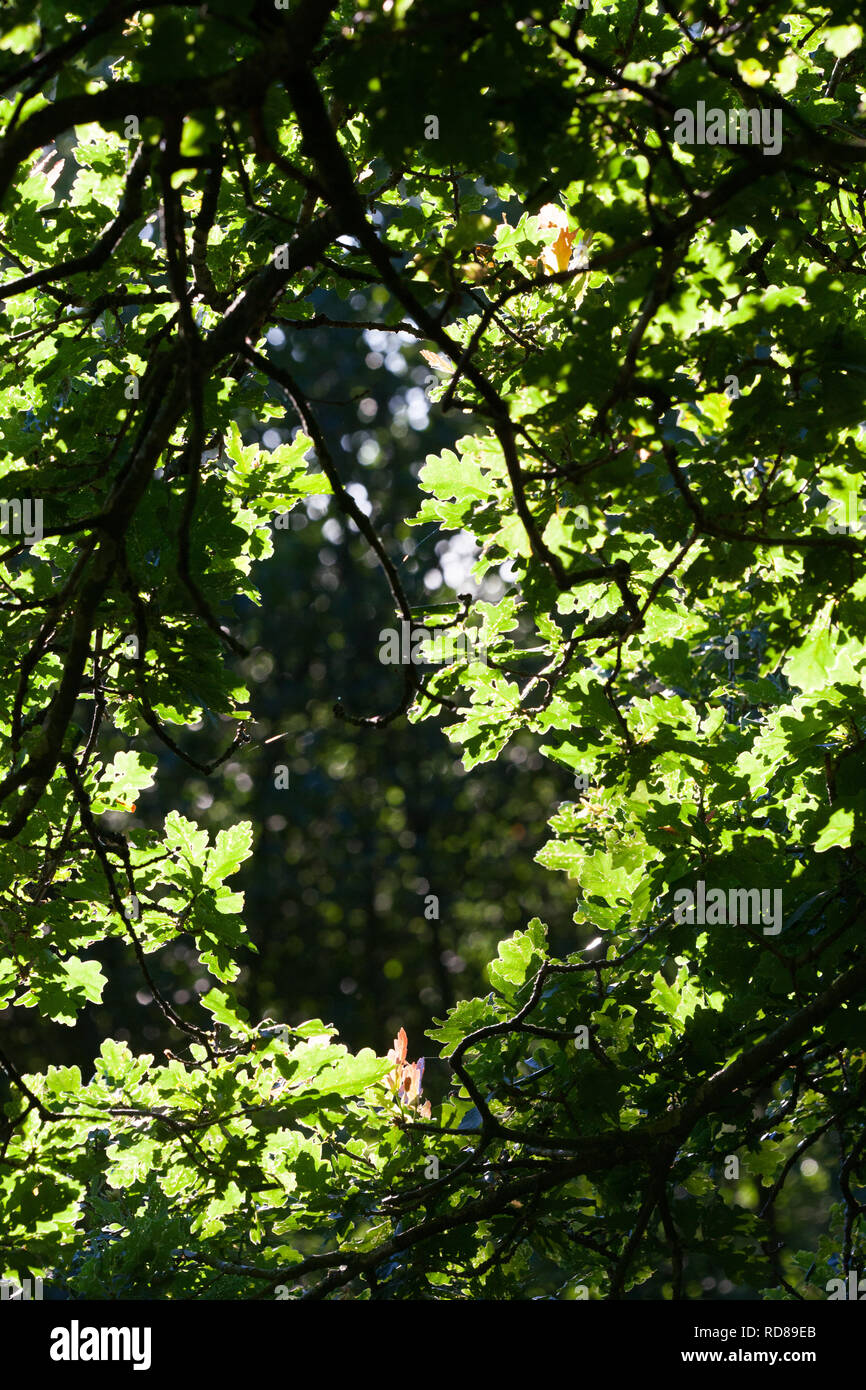 Oak canopy (Quercus robur ) backlit, part of Knepp Estate rewildling ...