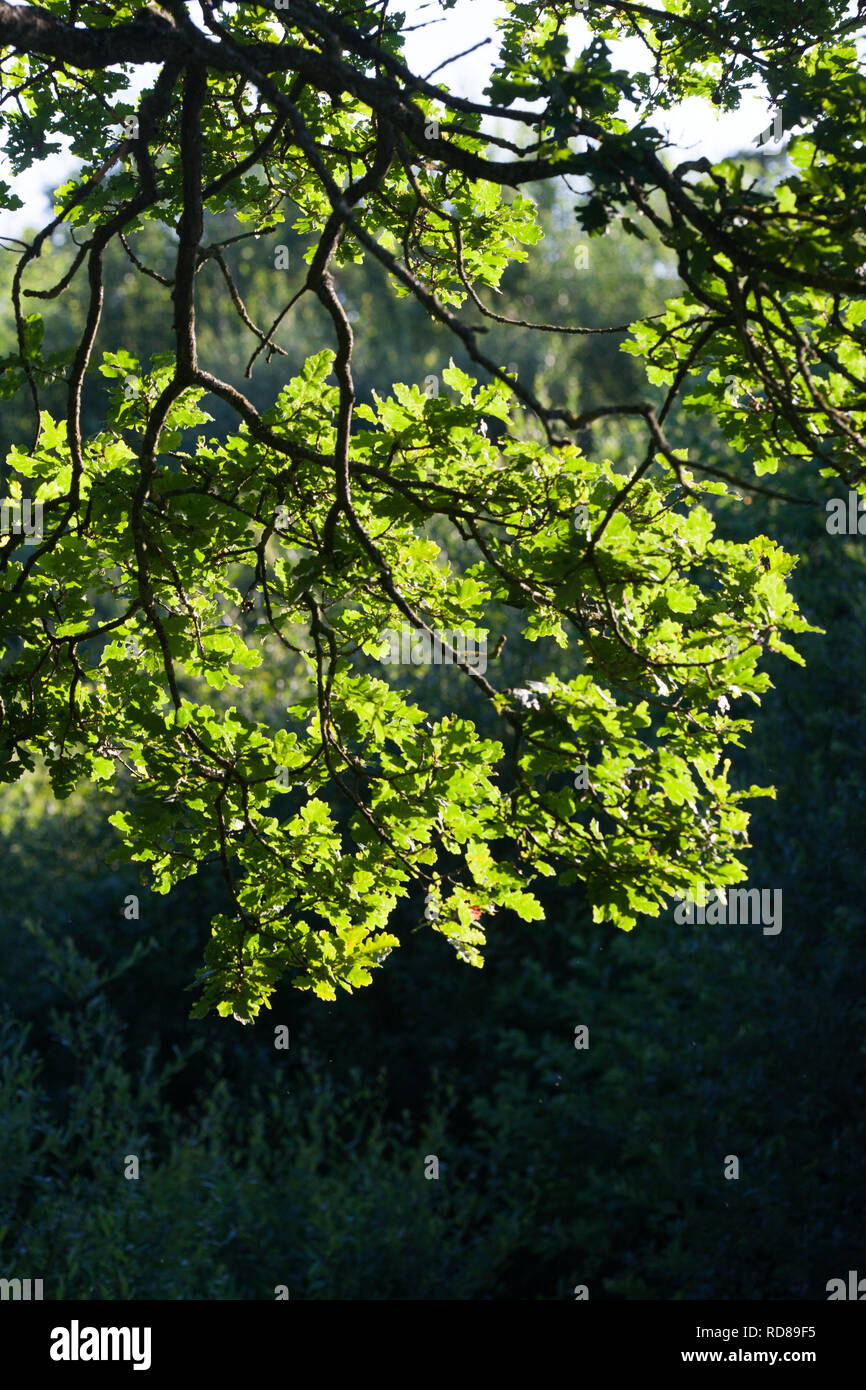 Oak canopy (Quercus robur ) backlit, part of Knepp Estate rewildling ...