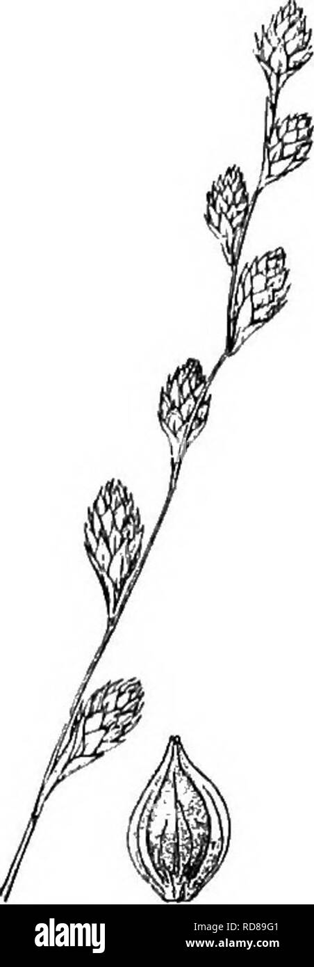 Ovoid Bodies High Resolution Stock Photography and Images - Alamy