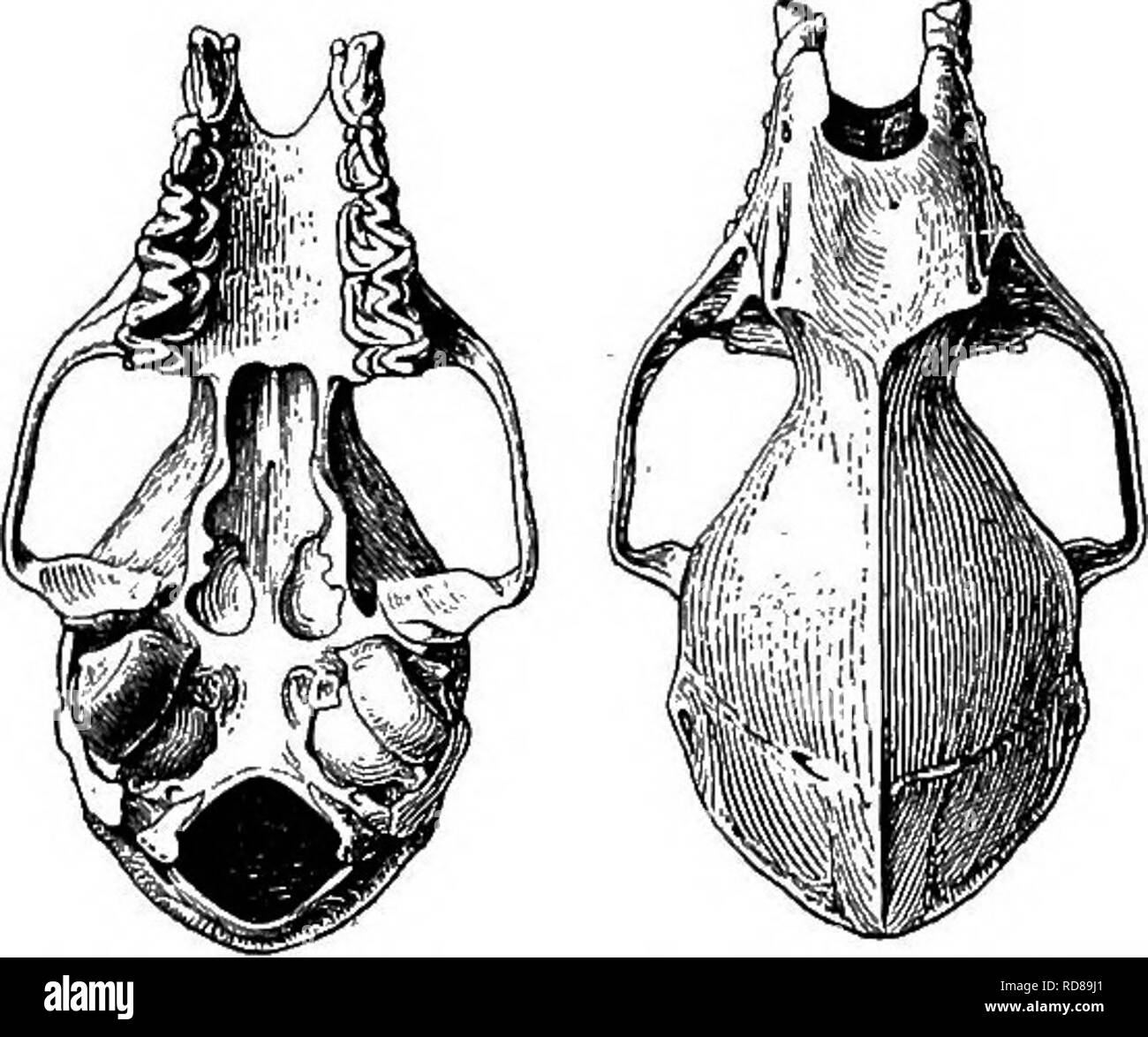 Long and shallow skull Black and White Stock Photos & Images - Alamy