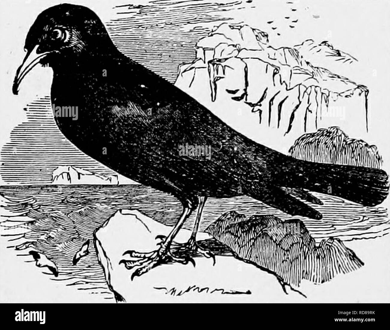 . The popular natural history . Zoology. 334 BIRDS OF PARADISE. Crows ...