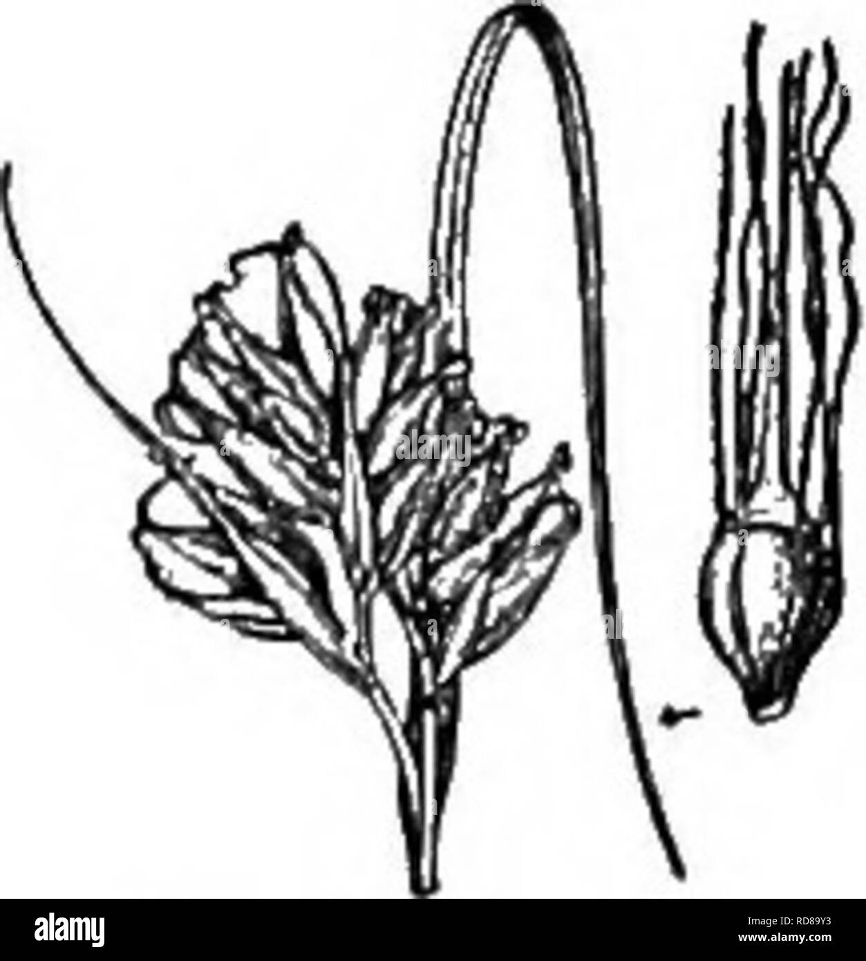 Loose sedge hi-res stock photography and images - Alamy