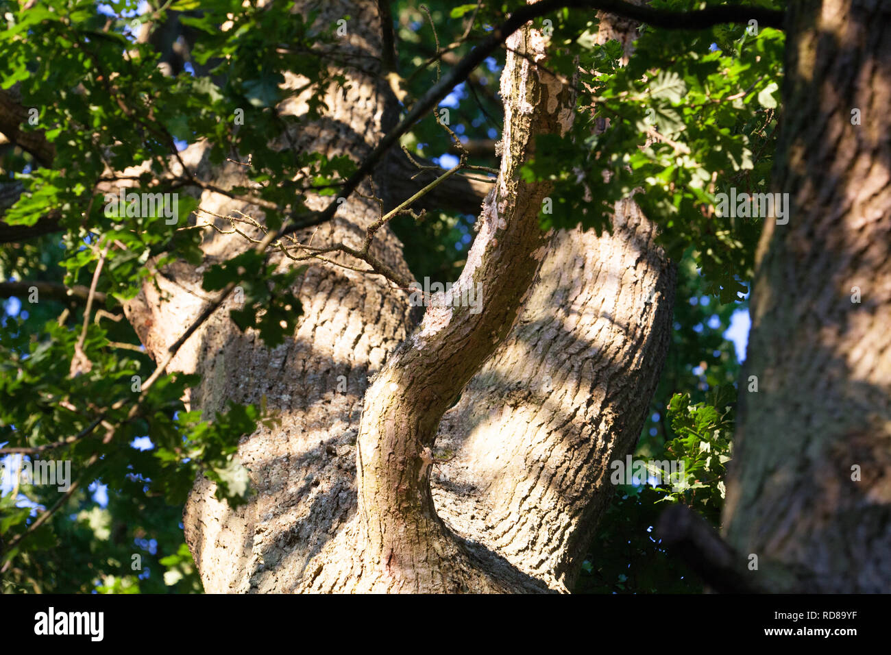 Knepp knepp rewilding project hi-res stock photography and images - Alamy