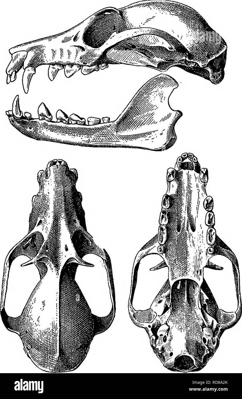 . The families and genera of bats . Bats; Bats. 58 BULLETIN 51, UNITED ...