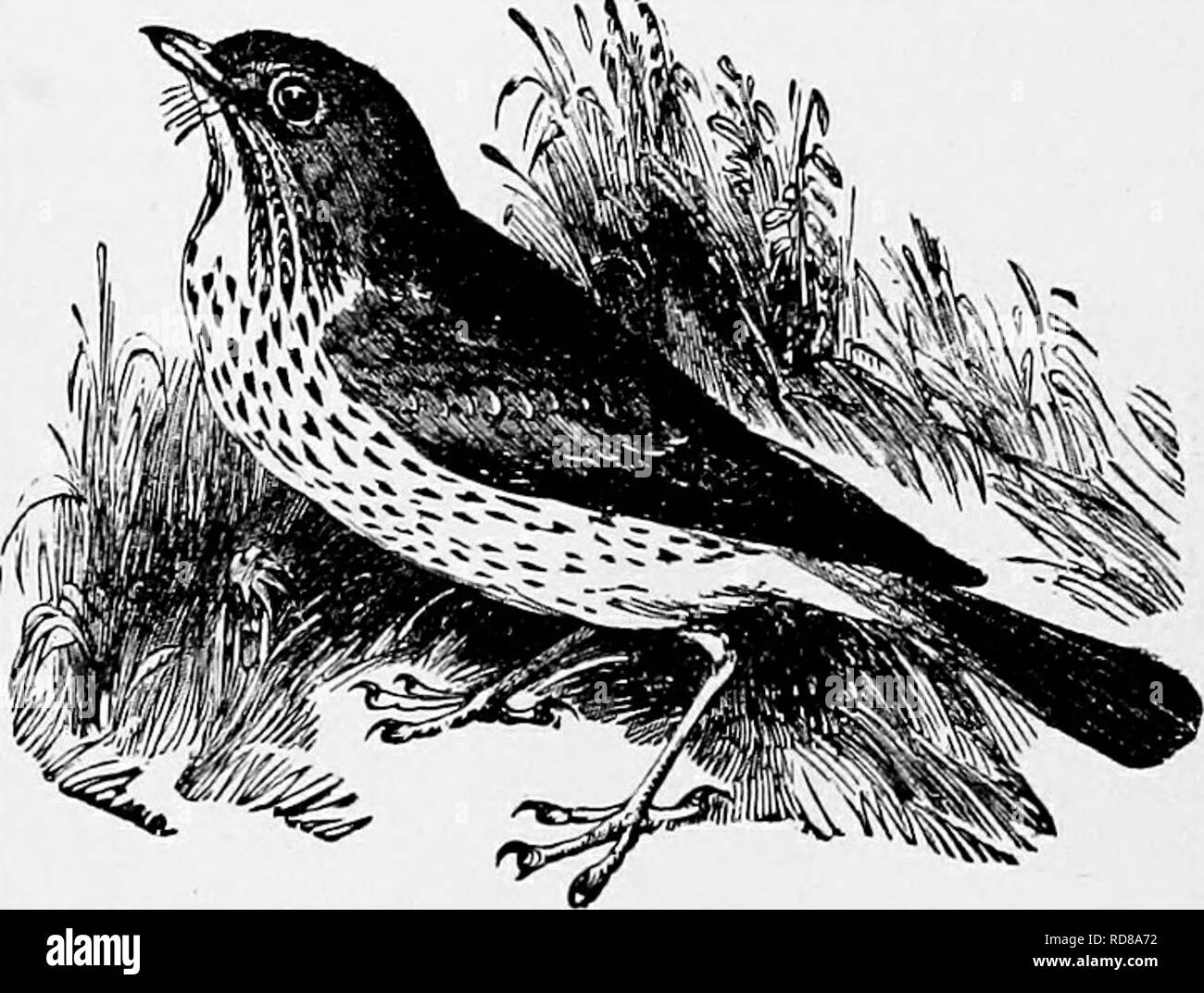 Song thrush nest and egg Black and White Stock Photos & Images - Alamy
