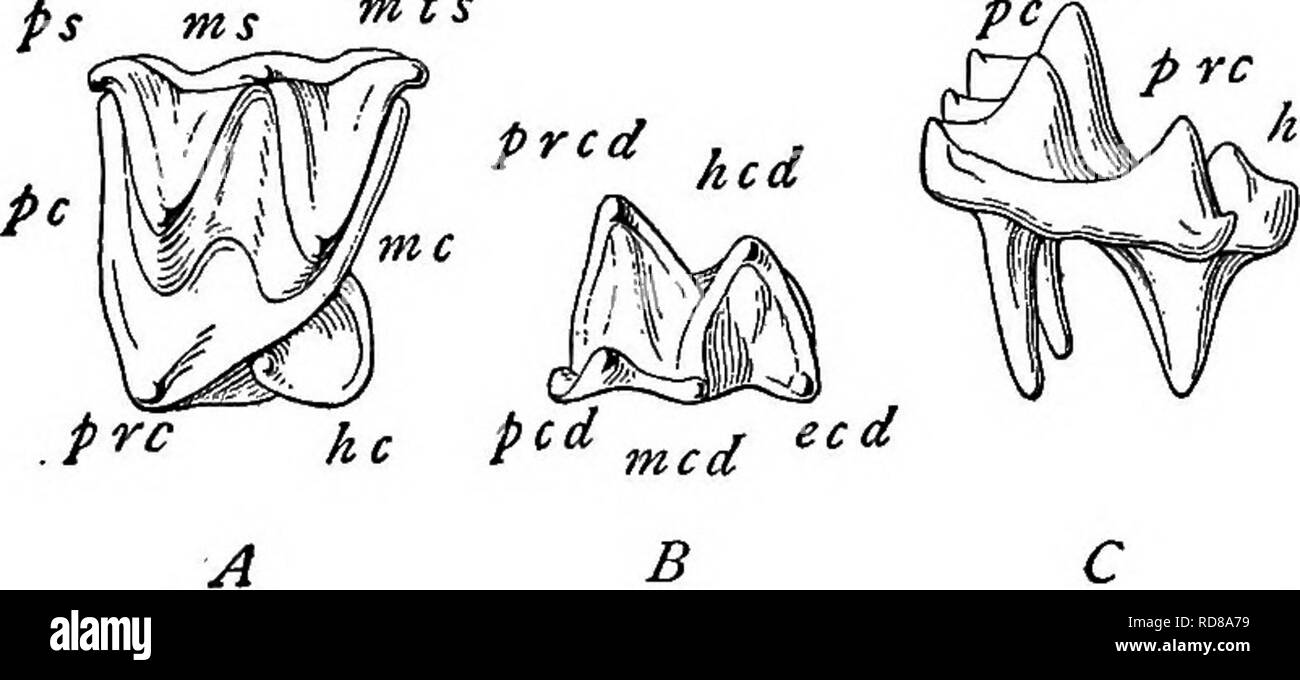 . The families and genera of bats . Bats; Bats. 30 BULLETIN 57, UNITED ...