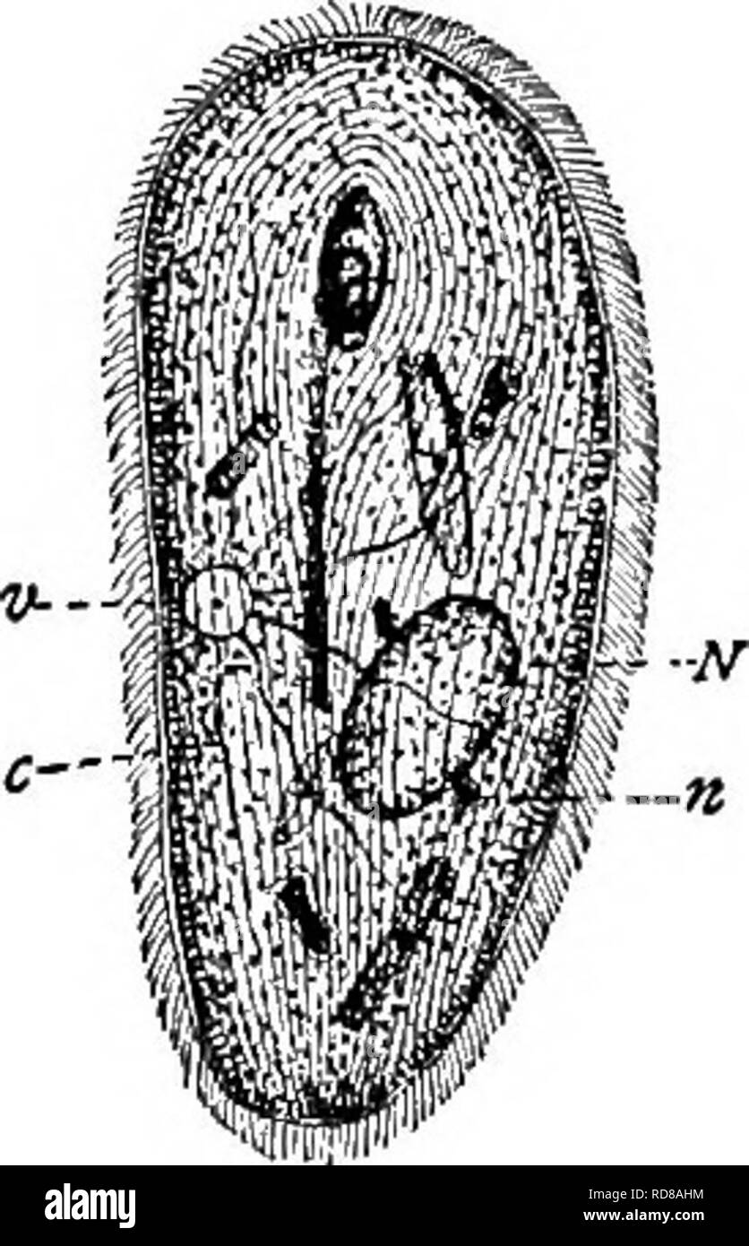 Central Vacuole Under Microscope