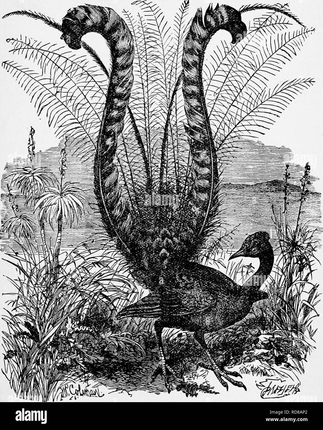 Black spot on tail base Black and White Stock Photos & Images - Alamy