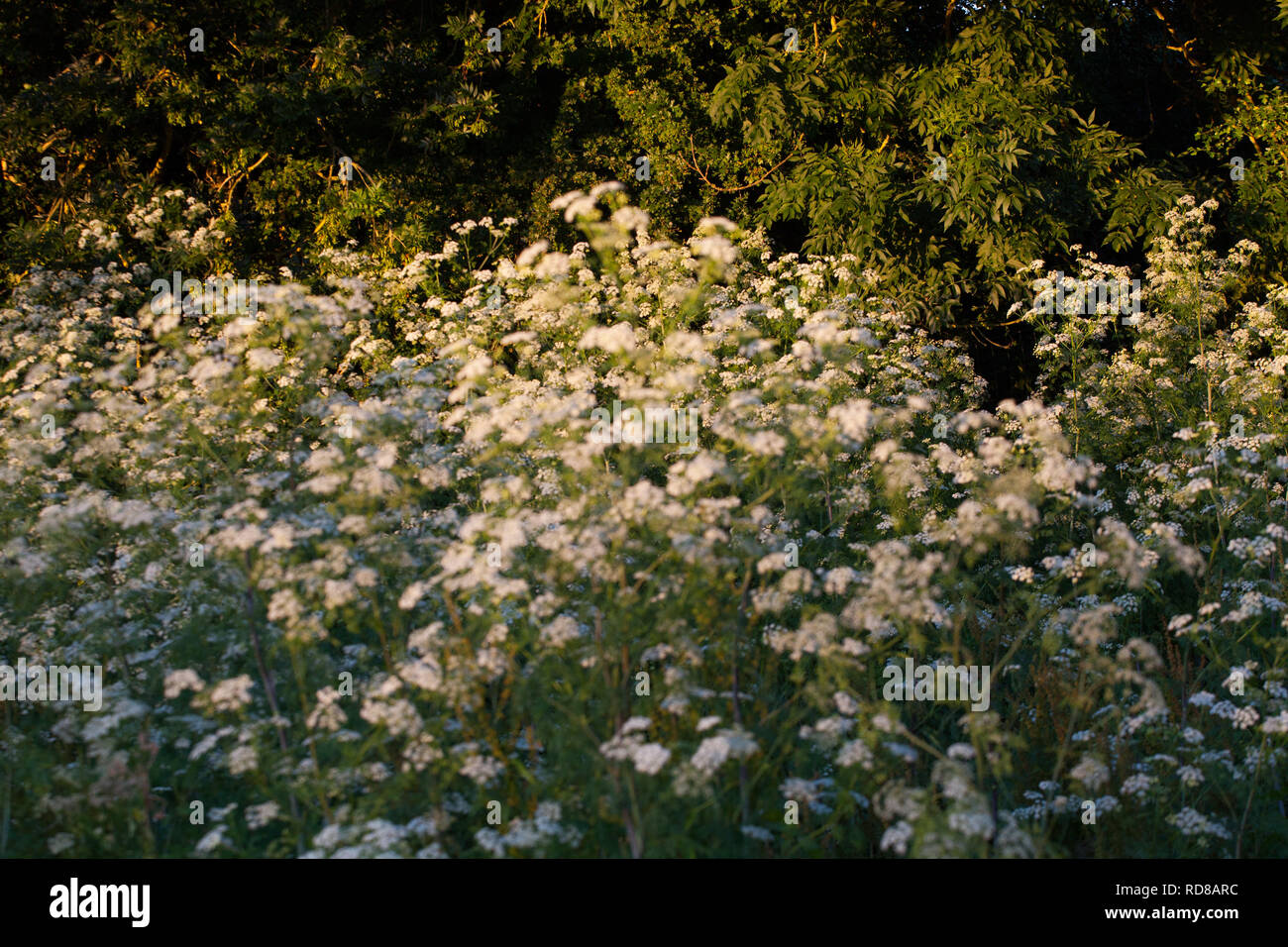 Cow Parsley, ( Anthriscus sylvestris) growing at the edge of woodland ...
