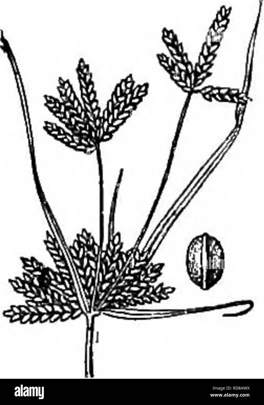 Lanceolate scales Black and White Stock Photos & Images - Alamy