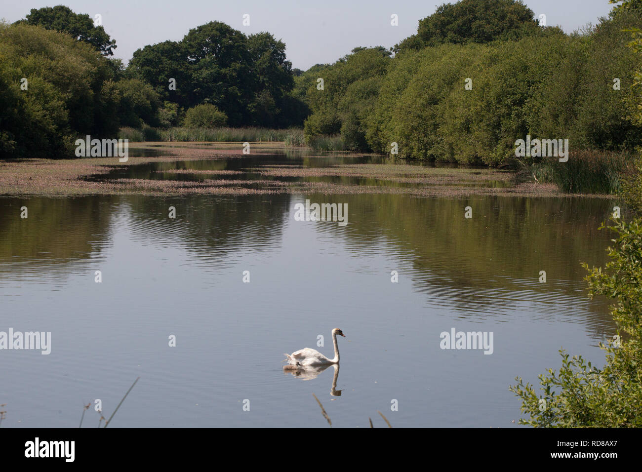 Mute Swan with cygnet on lake at Knepp Castle rewilding estate .Rewilding experiment on former ...