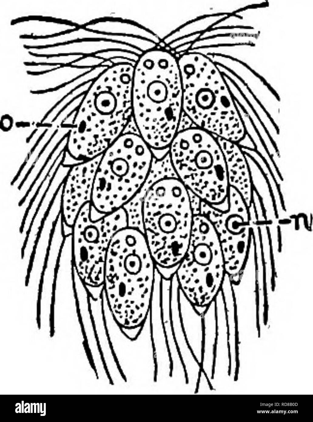 . Fresh-water biology. Freshwater biology. 189 (188) Colony ellipsoidal ...