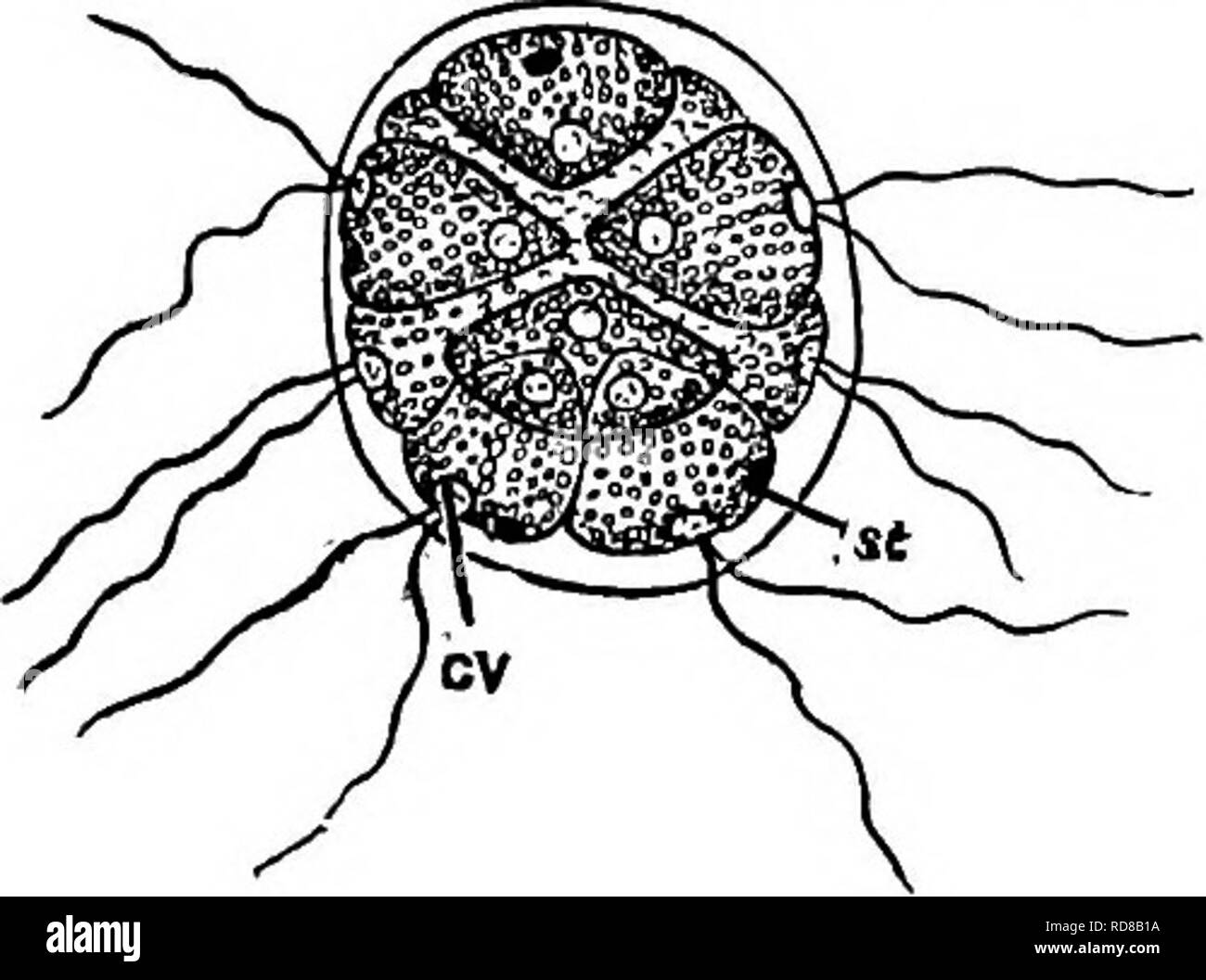 Freshwater flagellate hi-res stock photography and images - Alamy