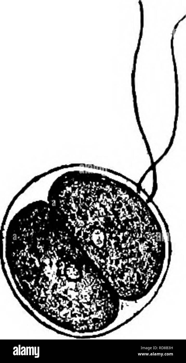 Flagellating Overcontroller