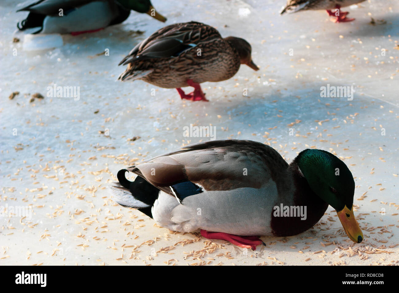 Run to feed the hungry hi-res stock photography and images - Alamy
