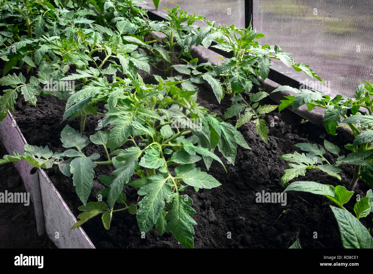 In the greenhouse, grow, and bloom tomatoes. Presents closeup Stock ...