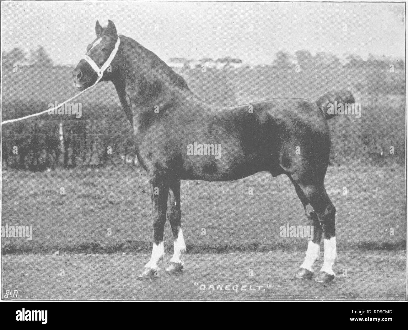Hackney stallion Black and White Stock Photos & Images - Alamy
