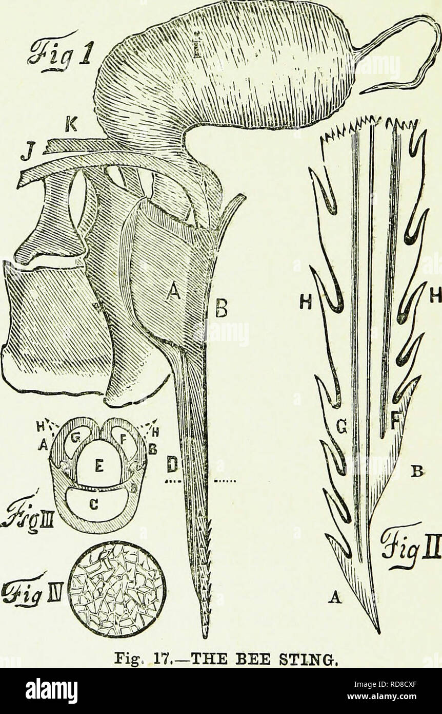 . The illustrated Australasian bee manual and complete guide to modern ...