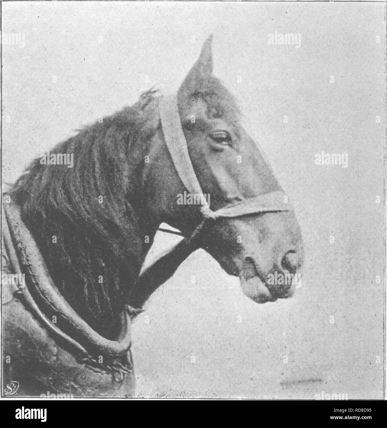 What Were Roman Horses Breeds