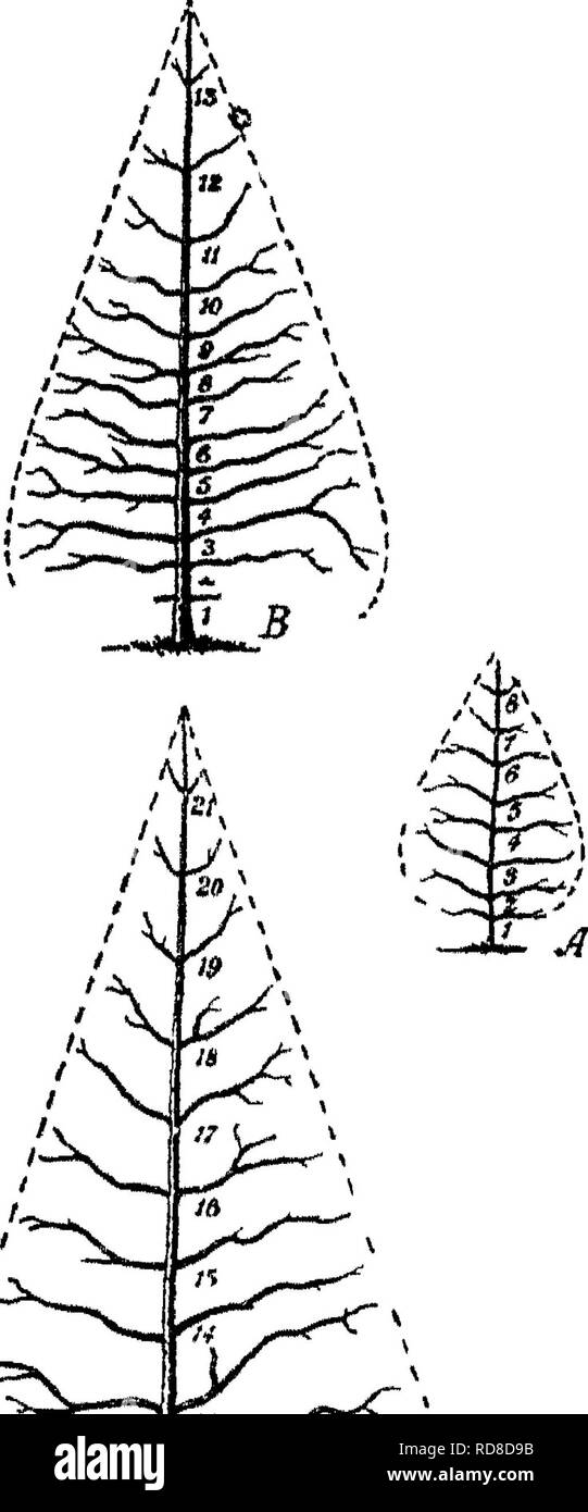 . Report upon the forestry investigations of the U. S. Department of ...