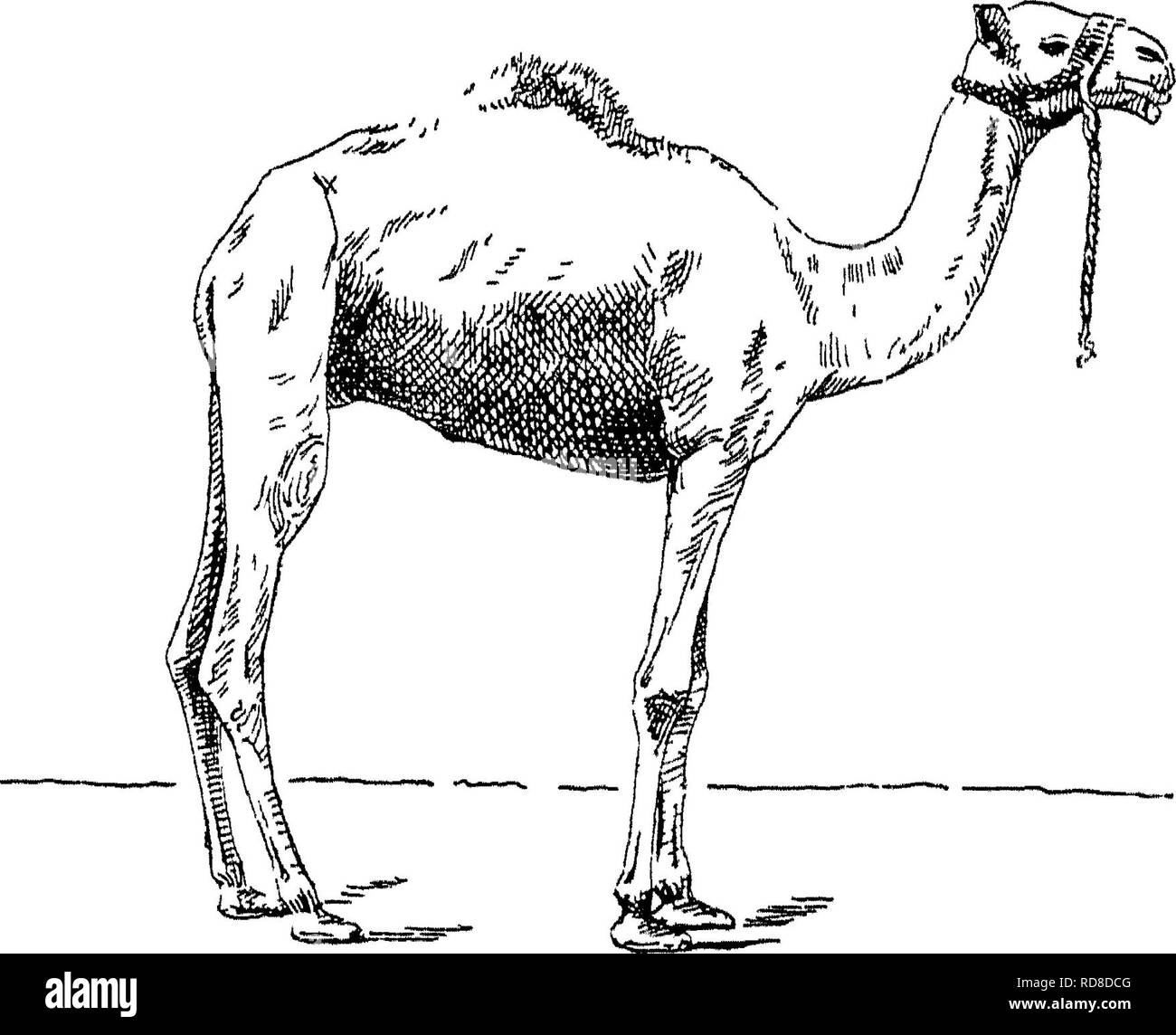 Comparison between animals Cut Out Stock Images & Pictures - Alamy