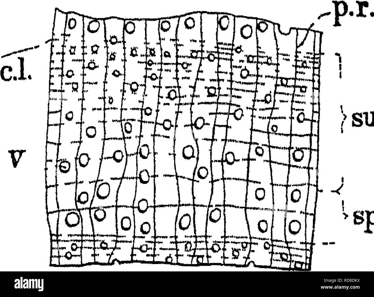 Silver maple cross Black and White Stock Photos & Images - Alamy