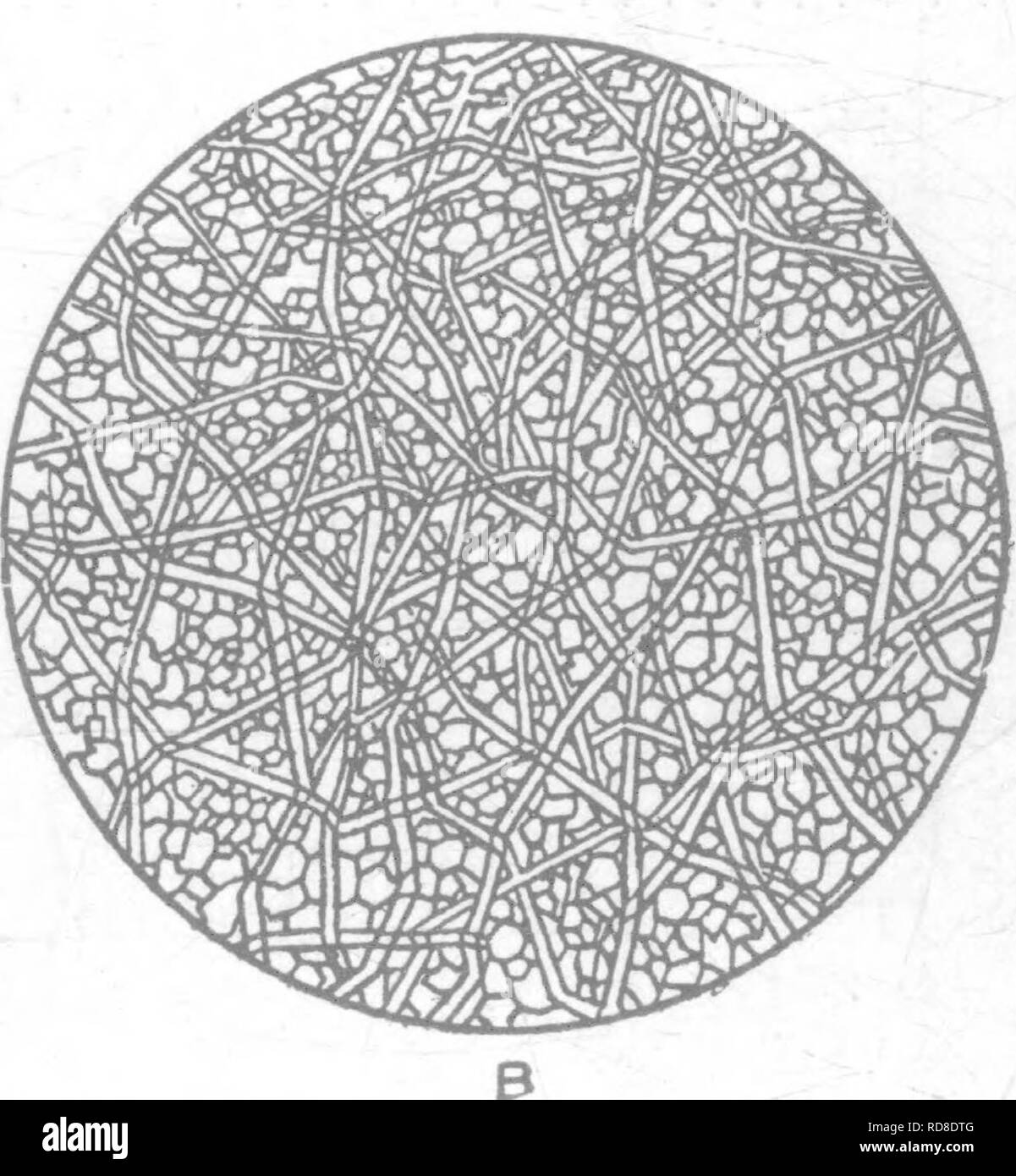 . Bacteriology and mycology of foods. Food. jTiG, 76. Shell Membranes ...