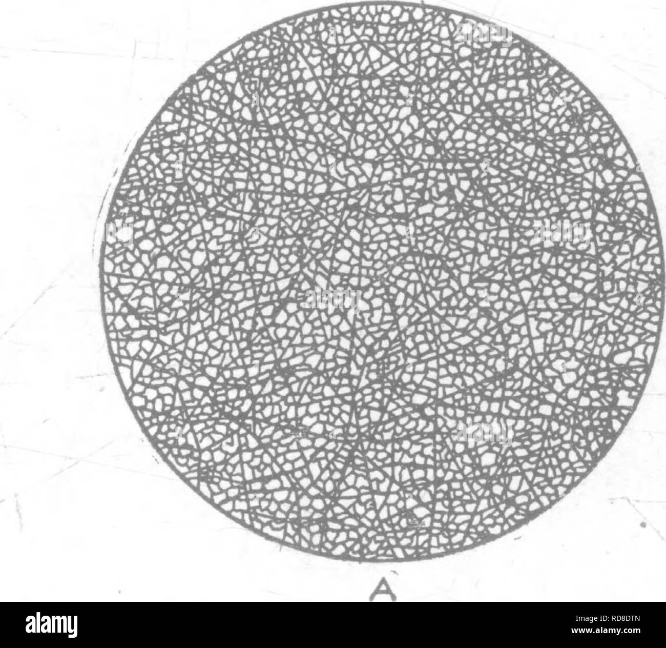 Inside cell membrane Black and White Stock Photos & Images - Alamy