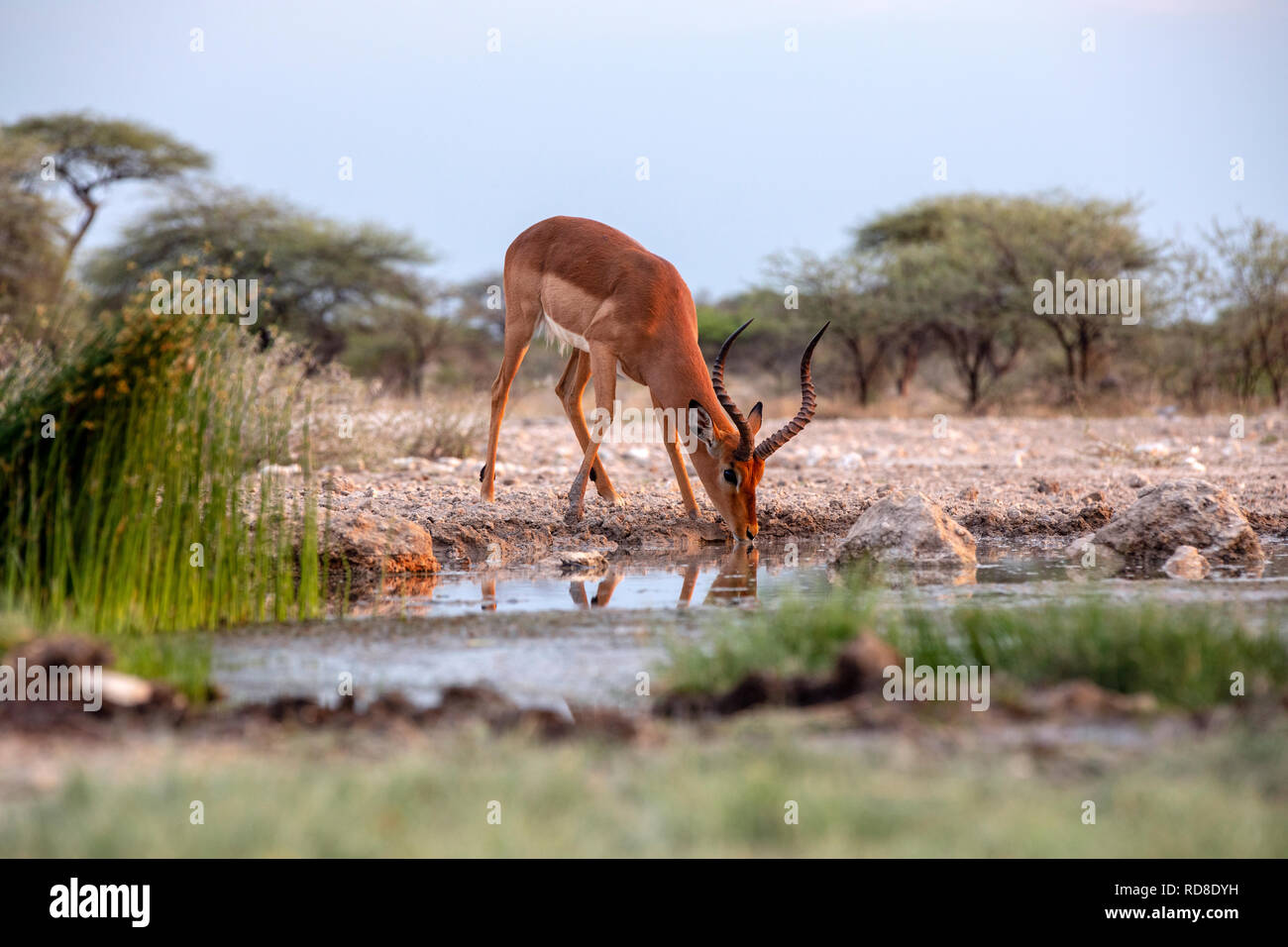 Drinking Impala High Resolution Stock Photography and Images - Alamy