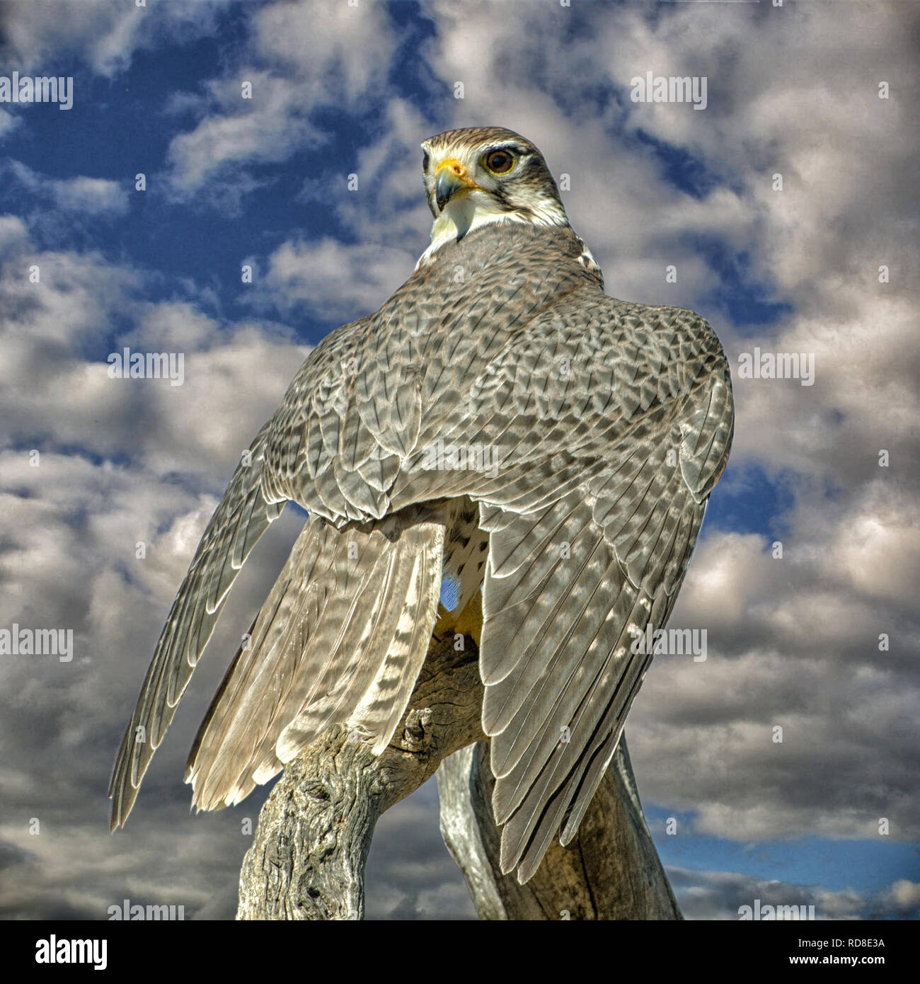Gray falcon hi-res stock photography and images - Alamy