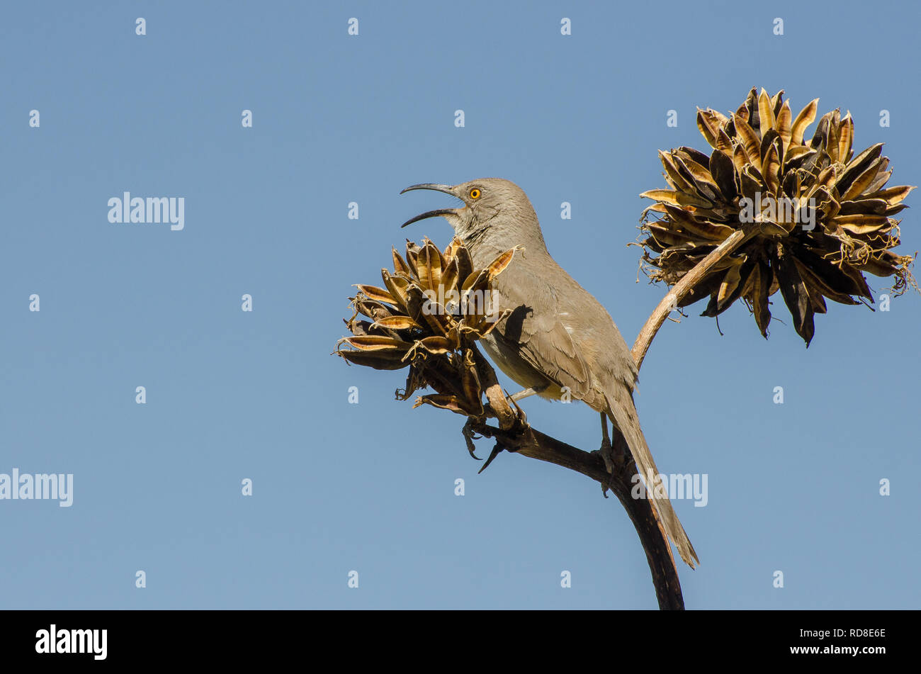 Curve-bill Thrasher in Full Song while Perched atop an Agave Plant ...