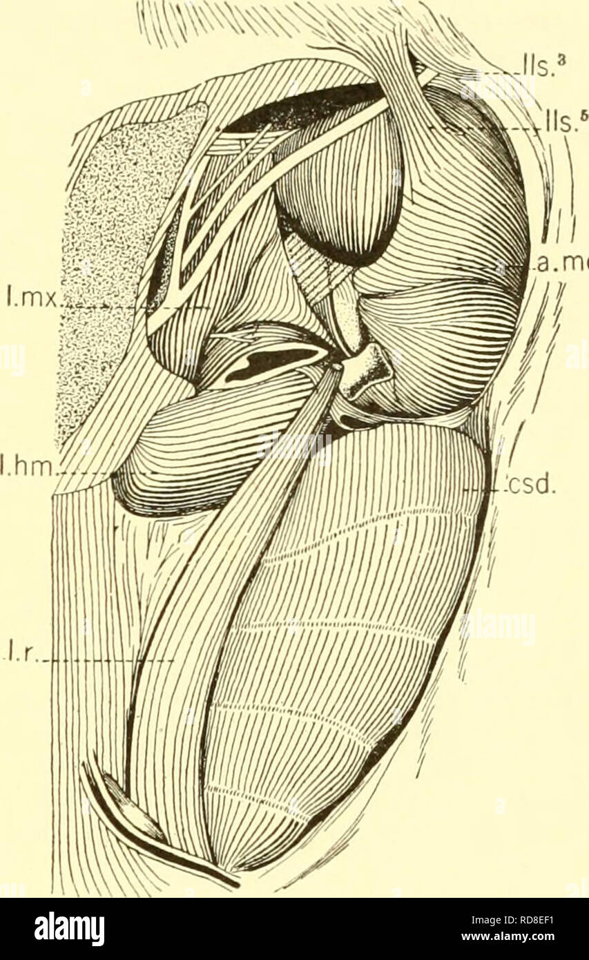 . The elasmobranch fishes. Chondrichthyes. a.md.. A B Fig. 105. Dorsal ...