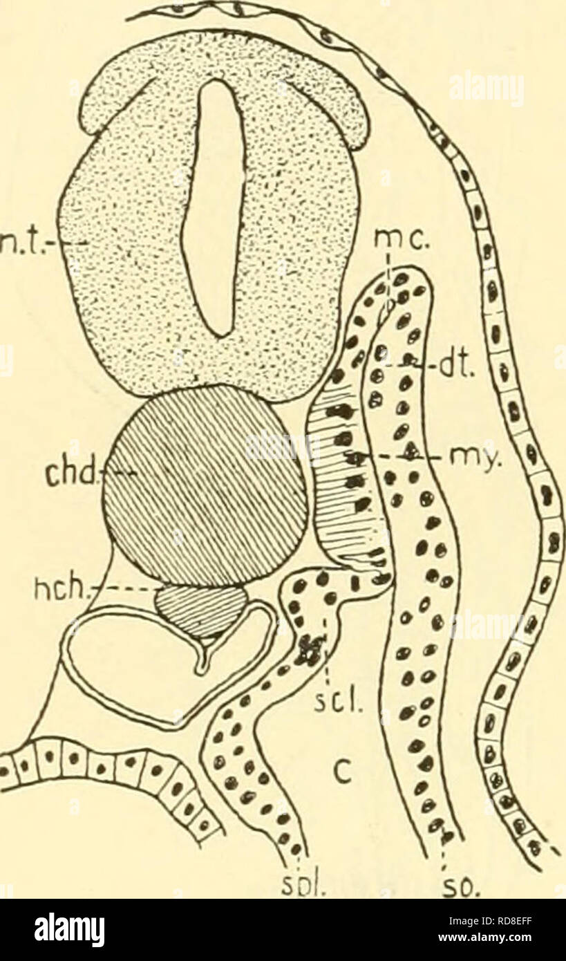 Dermatome hi-res stock photography and images - Alamy
