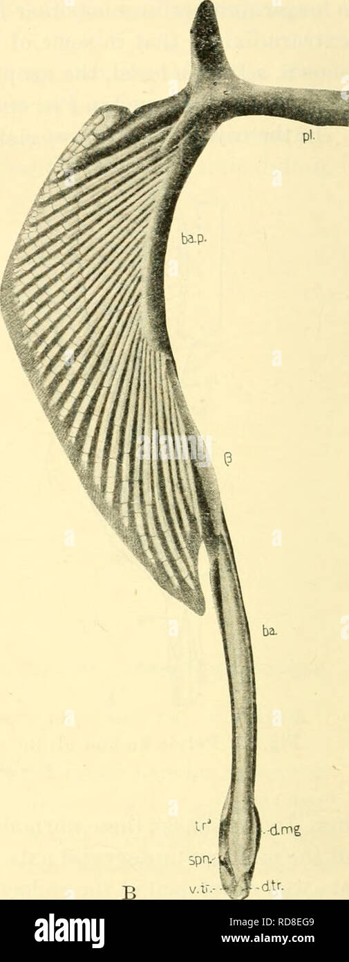 Scapular coracoid process hi-res stock photography and images - Alamy