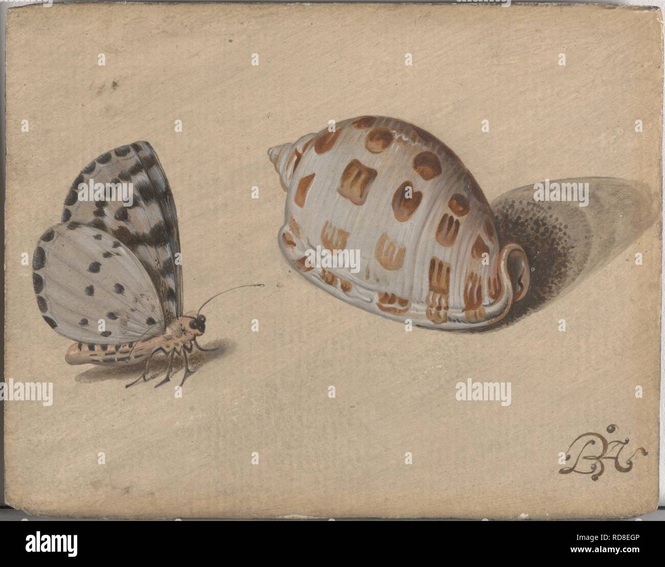 Scotch bonnet shell hi-res stock photography and images - Alamy