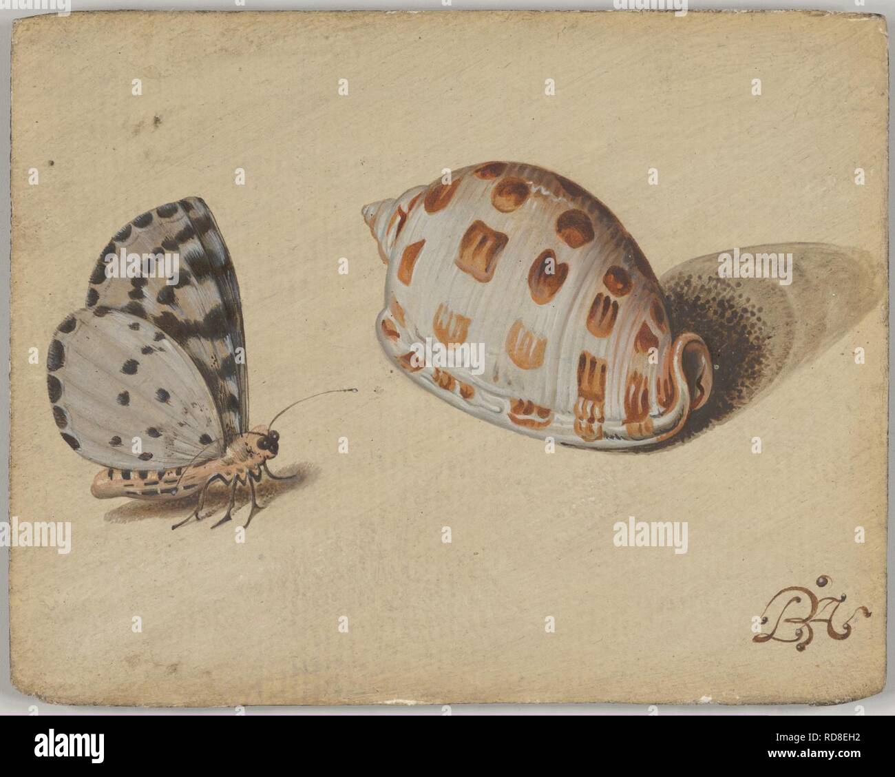 An Arrowhead Blue Butterfly and a Scotch Bonnet Sea Shell Stock Photo ...